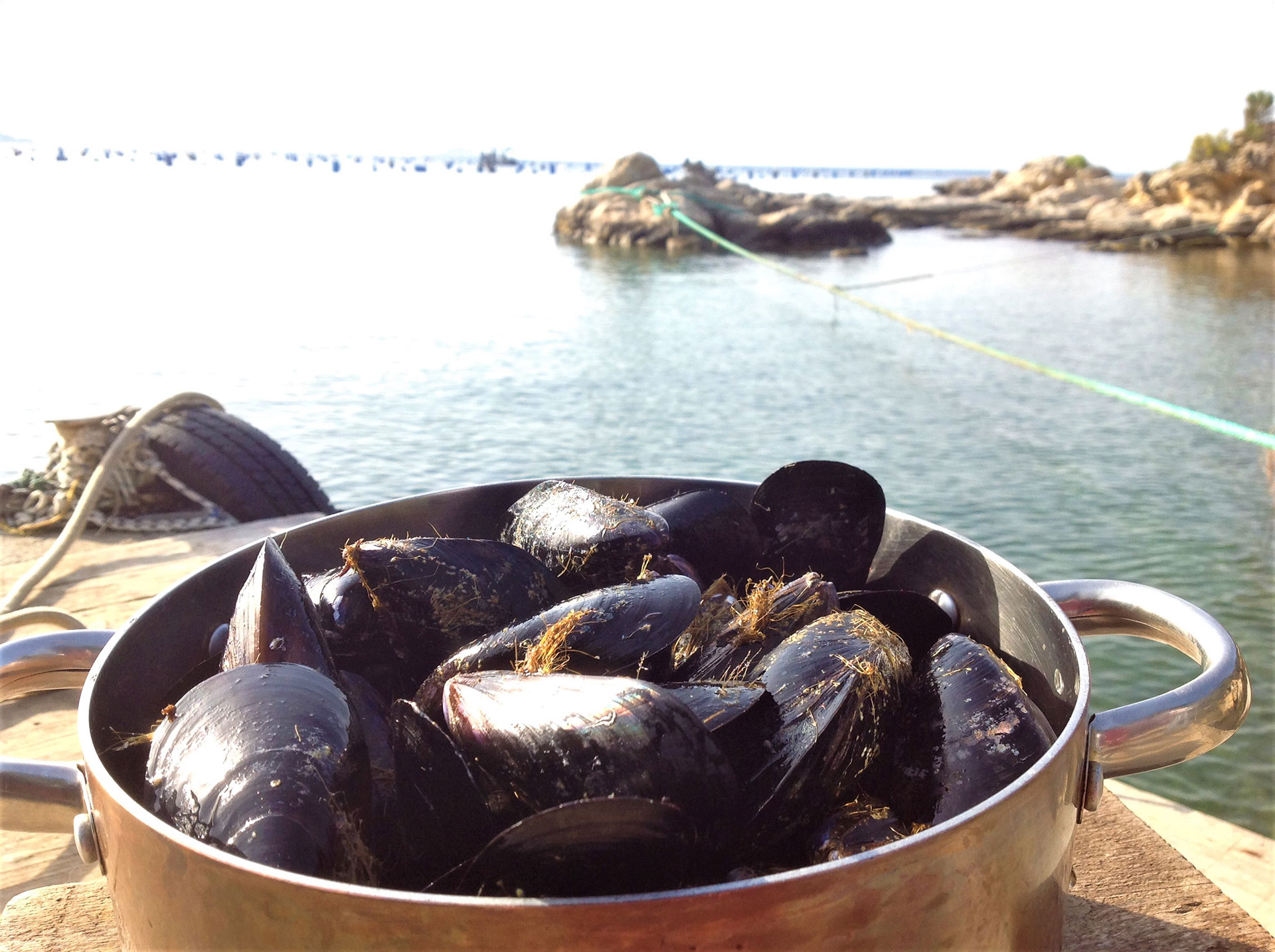 The Mussels And The Mussels Farms • Visit Eastern Halkidiki
